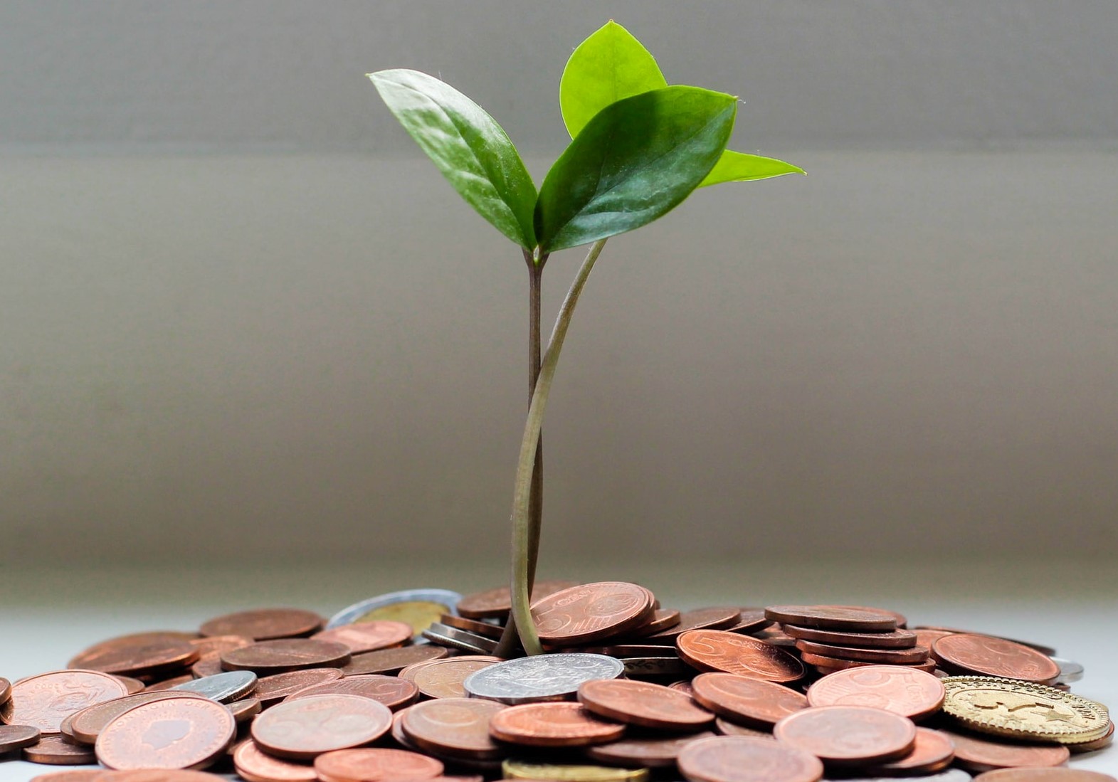 The Benefits of CLT - Lamella MMC